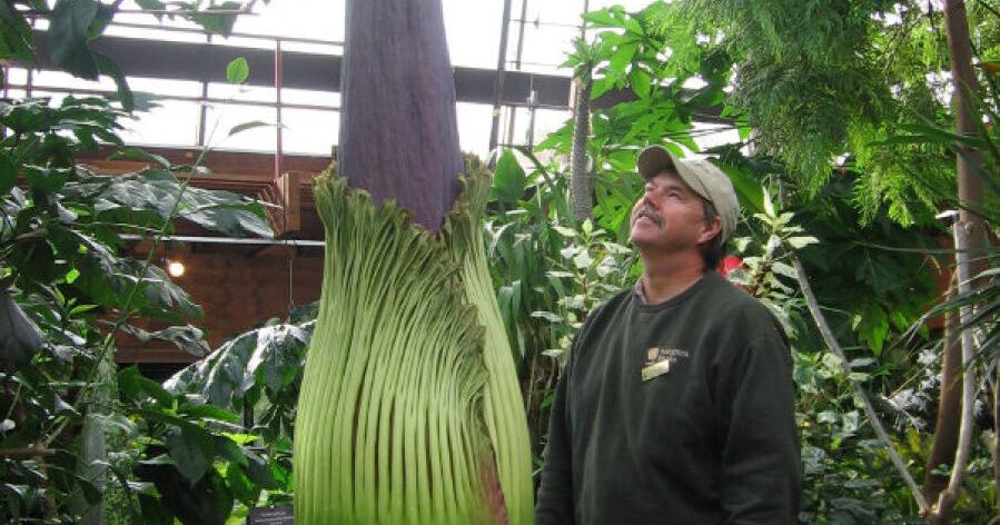 World’s tallest flower to bloom for first time in Canada