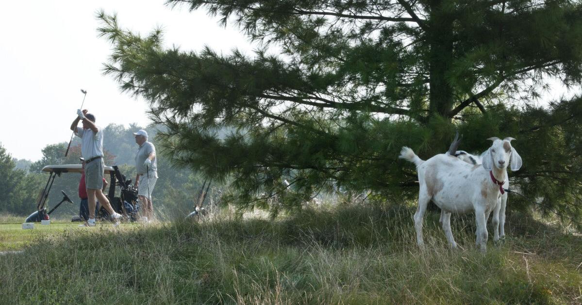 Copetown Woods golf course has gone to the goats
