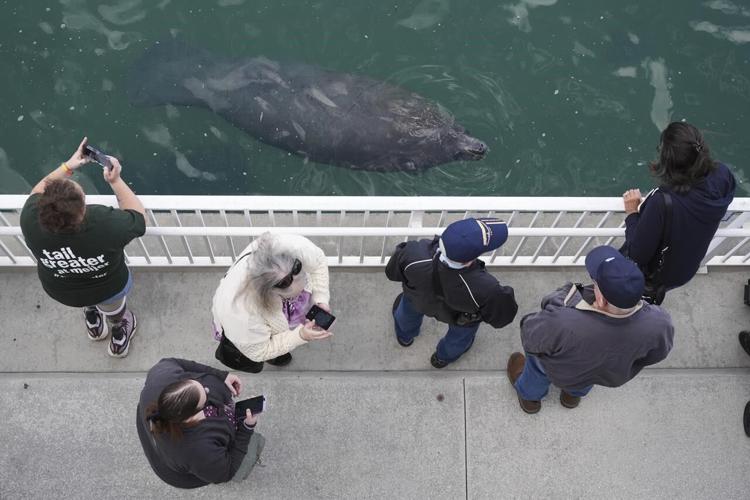 Manatees congregate in warm waters near power plants as US winter ...