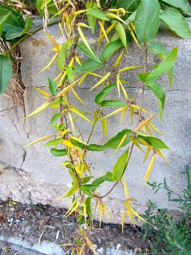 dog strangling vine