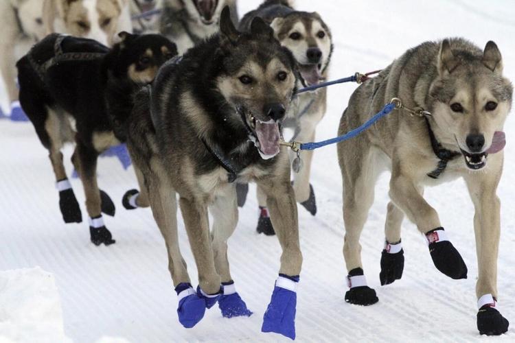 Alaska’s arduous Iditarod kicks off with ceremonial start