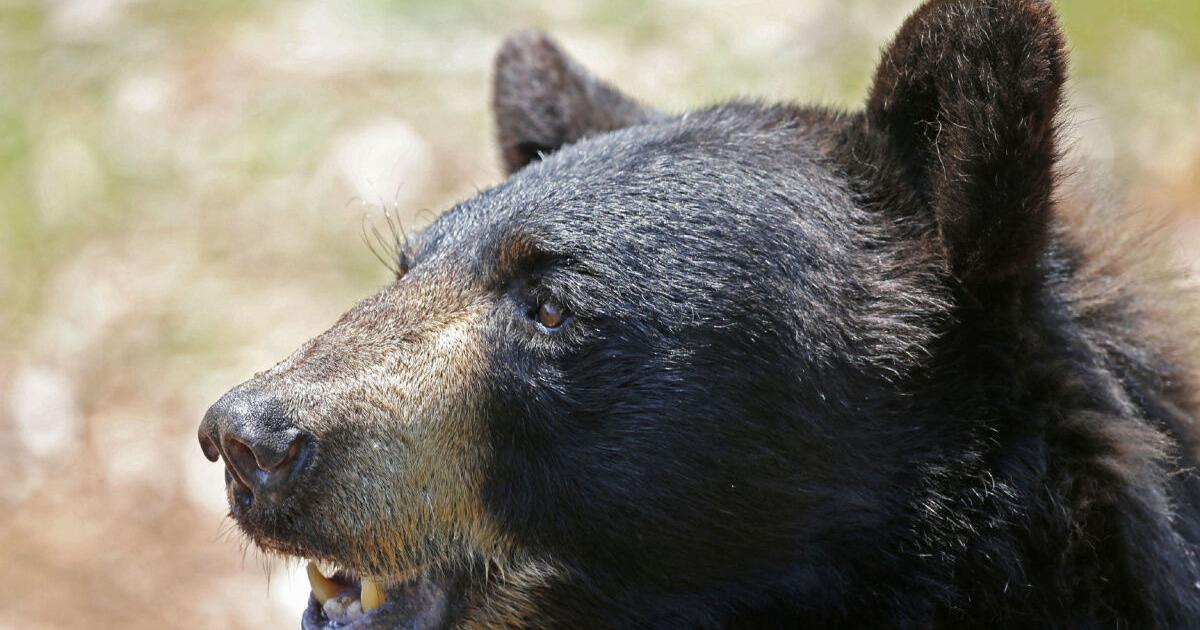 Bears, joints and the minimum wage: 7 ballot initiatives going before ...