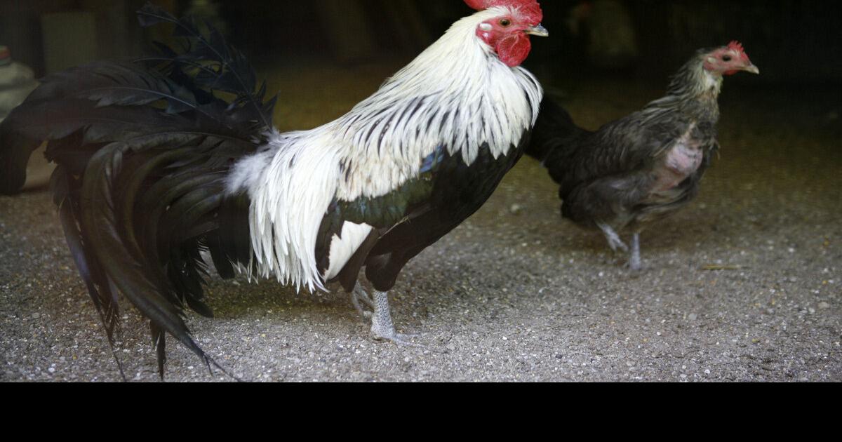 Roosters use internal clock to decide when to crow: Study