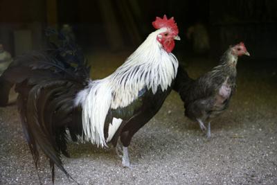 rooster internal clock