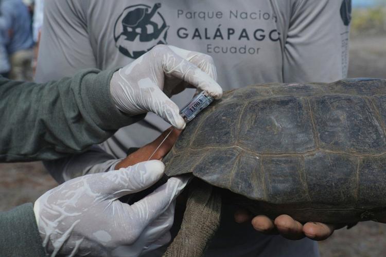 Galápagos park releases 158 juvenile hybrid tortoises on Floreana to ...