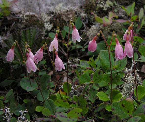 Vote for Canada's national flower: Day