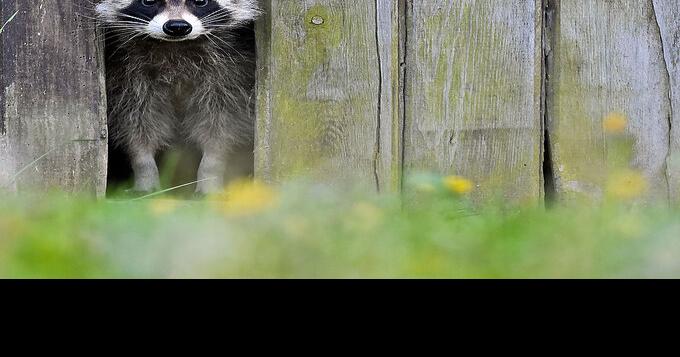 Raccoon hide out
