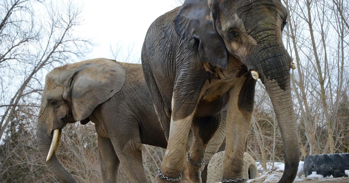 Toronto Zoo elephants won’t fly south earlier than fall, says Canadian ...