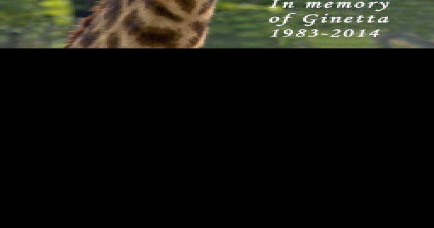 Ginetta the giraffe’s namesake heartbroken by zoo animal’s death