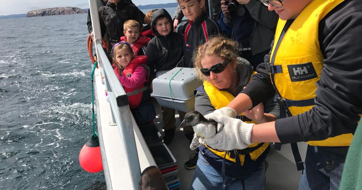 Volunteer puffin patrol in Newfoundland rescues wayward babies and ...