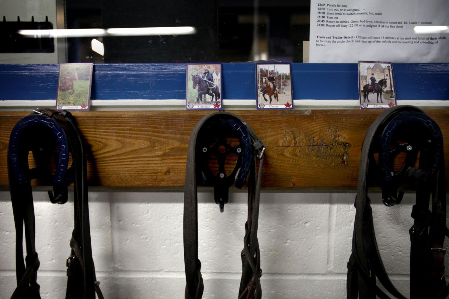 Why Toronto police want millions to reno their horse stables