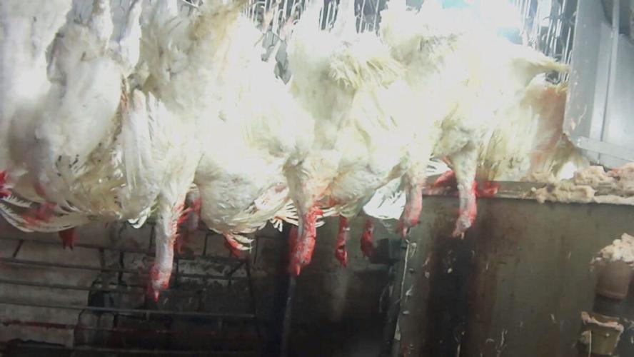 ‘Horrific footage’ captured by whistleblower at turkey slaughter plant ...