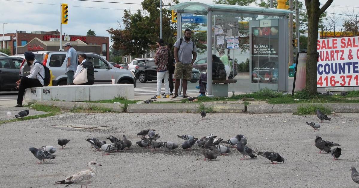 Bird lovers worsen a messy situation by feeding pigeons