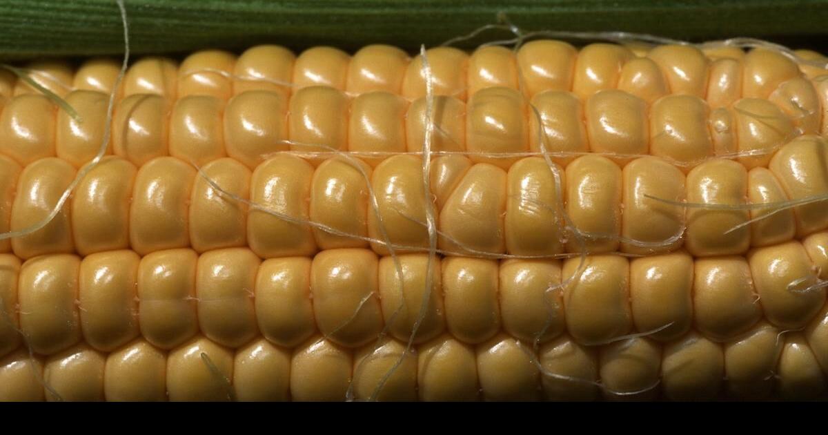 Storm wipes out several fields of lucrative Taber corn crop