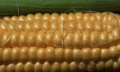 Storm wipes out several fields of lucrative Taber corn crop