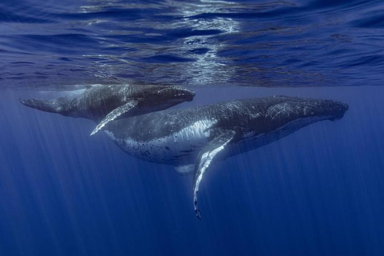 How do whales sing? Lab experiments suggest their voice boxes have a ...