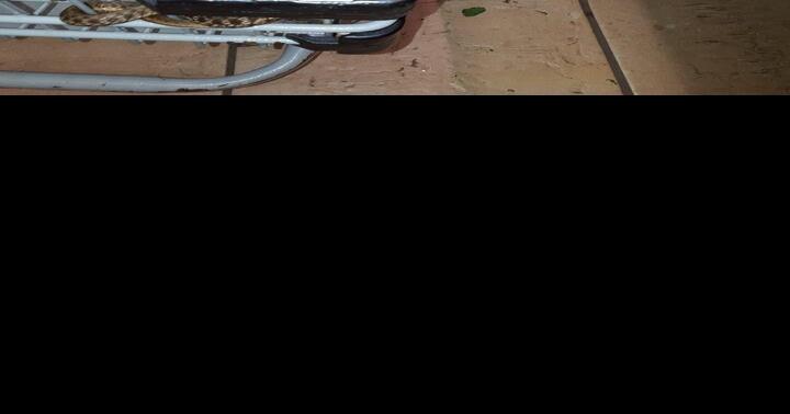 Snakes in larders: Massive Maritime garter snake hitches a ride into a ...