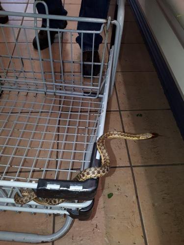 Snakes in larders: Massive Maritime garter snake hitches a ride into a ...