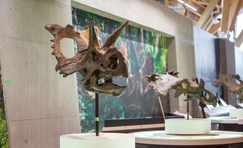 Alberta dinosaur museum takes you straight to the fossil fields