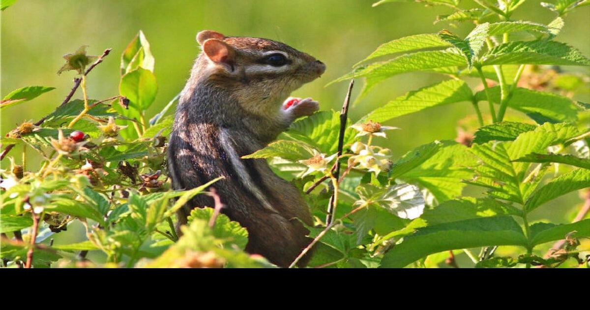 Wild in the City: Cheeky chipmunks gorge on summer’s bounty