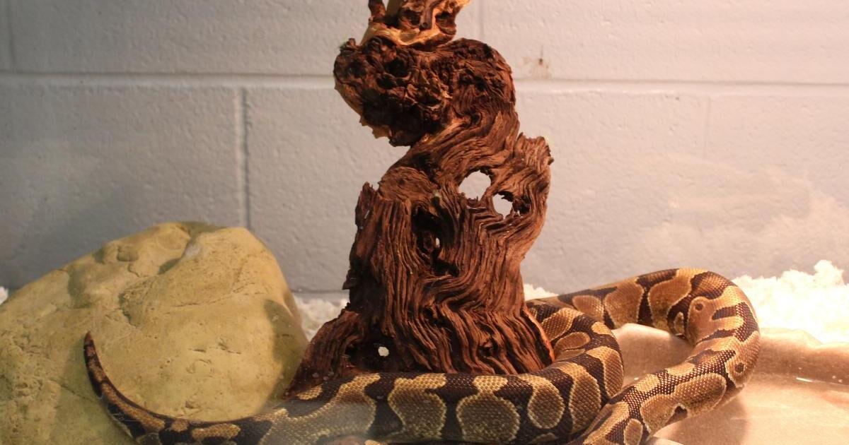 Snake found outside Scarborough gas station
