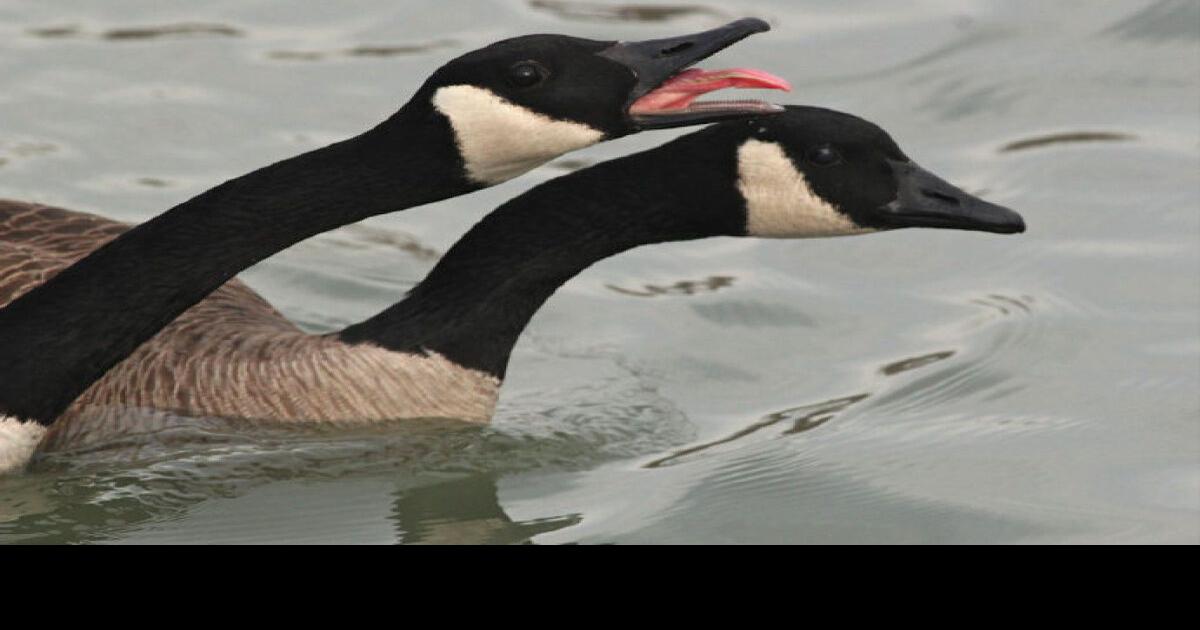 Canada goose: How a honking, hissing icon became an enemy of the state