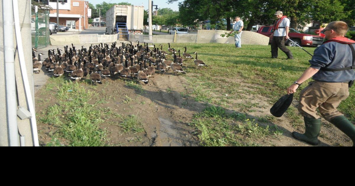 Geese police use dogs, oil and transport vehicles to keep Toronto’s ...