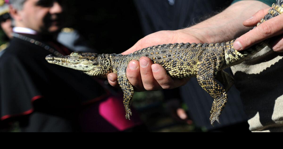 ‘Pope’s crocodile’ gets papal send-off to Cuba