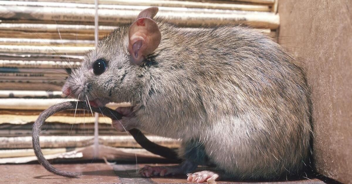 Why Alberta is still ‘rat free.’ No, really