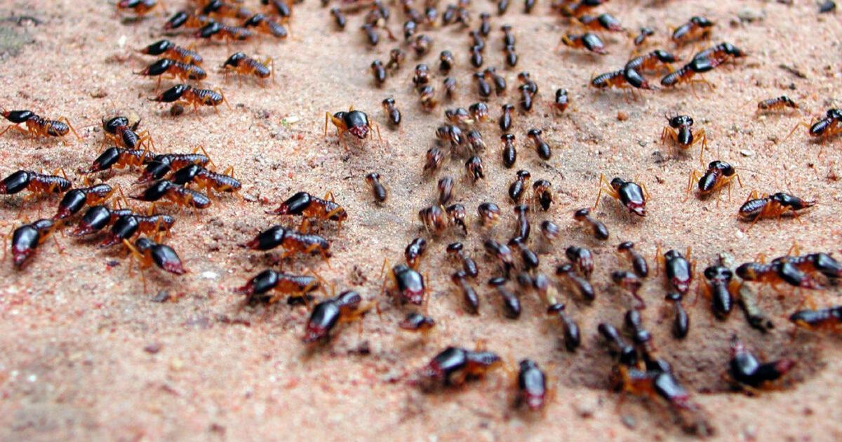 Why ants are the ultimate traffic engineers