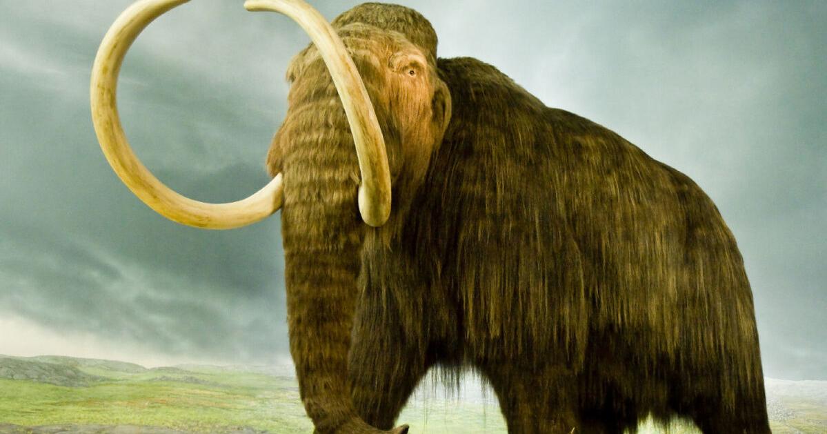 Mammoth bones reveal early human presence in Arctic