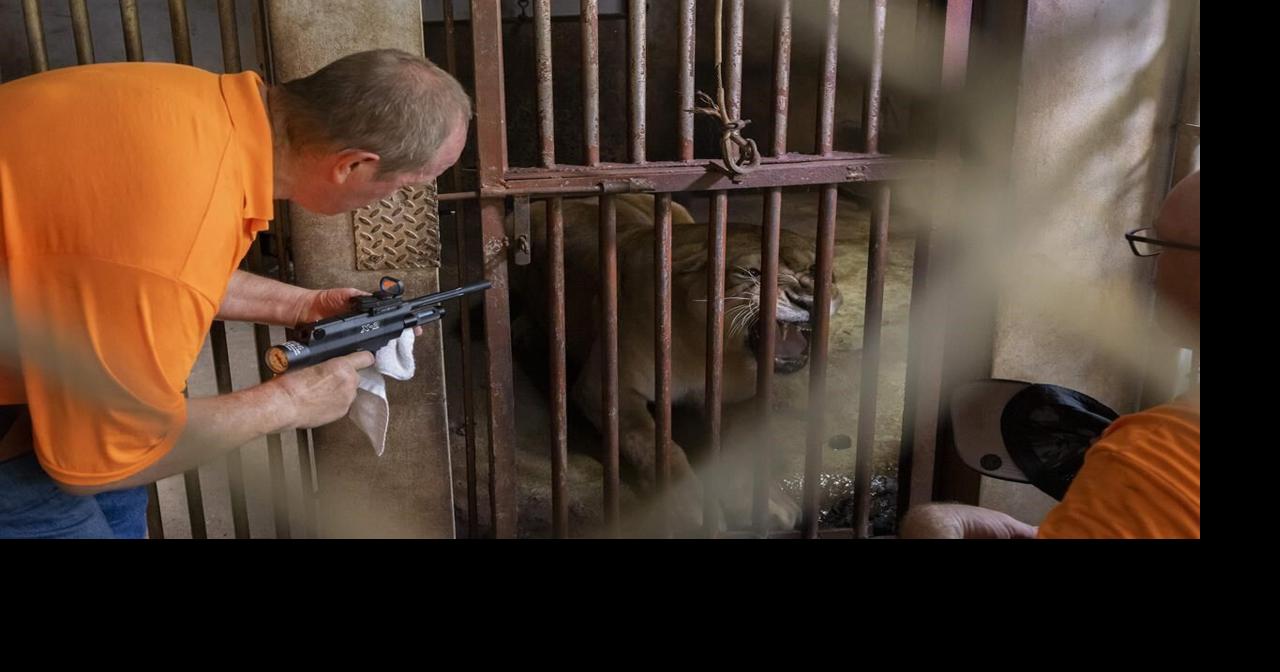 Lions, a bear and a camel say goodbye to Puerto Rico’s zoo