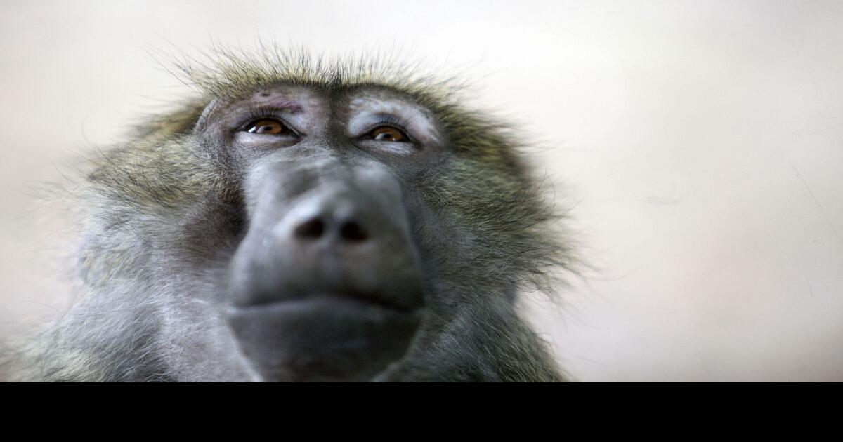 After years-long baboon battle at Toronto Zoo, new queen finally emerges