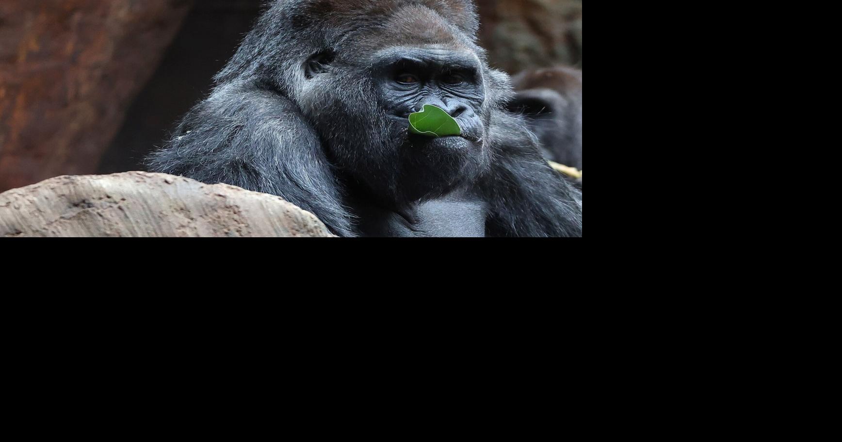 Charles, Toronto Zoo’s Western lowland gorilla, dies at 52
