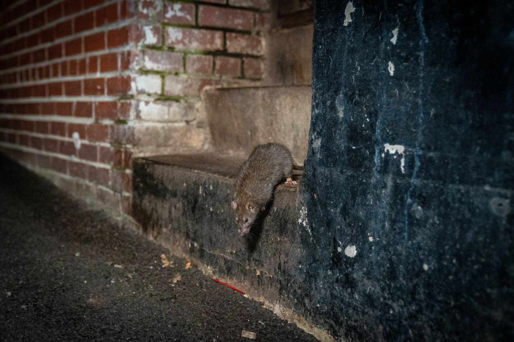 A new study reveals a key factor behind Toronto’s rat boom