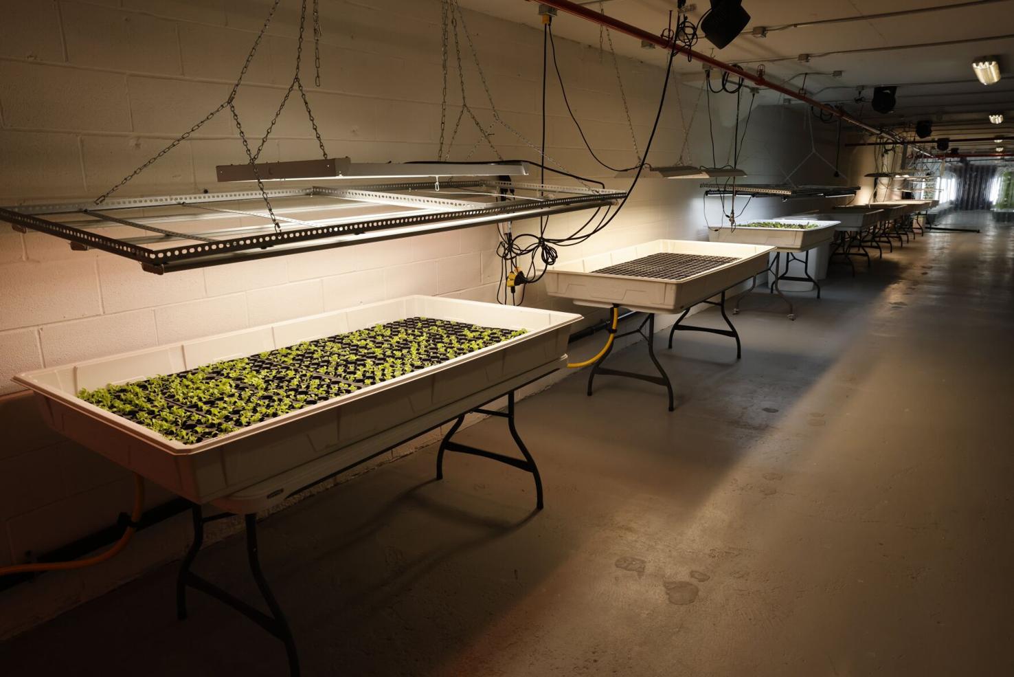 The underground farm hiding in this Toronto parking garage