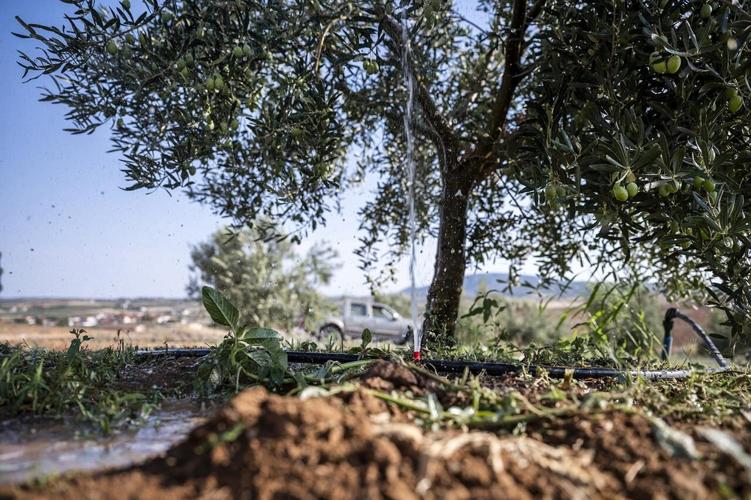 Drying lakes and thirsty trees: In drought-hit Greece, water trucks are ...