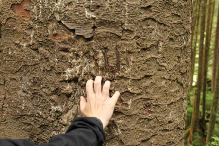 B.C.’s Great Bear Rainforest offers rare glimpse of grizzlies