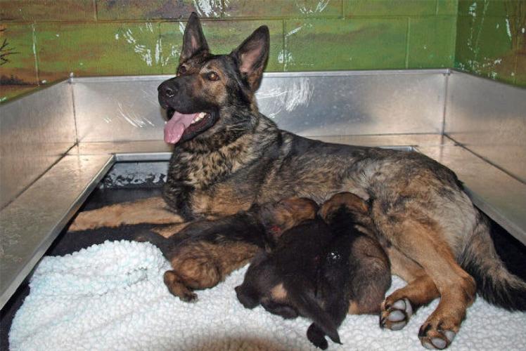 RCMP asks public to help name 13 new police puppies