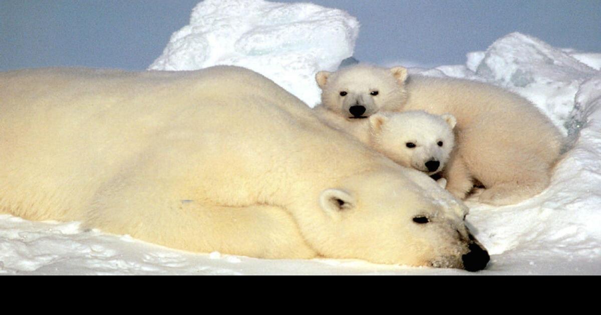 Study finds dramatic decline in polar bear population