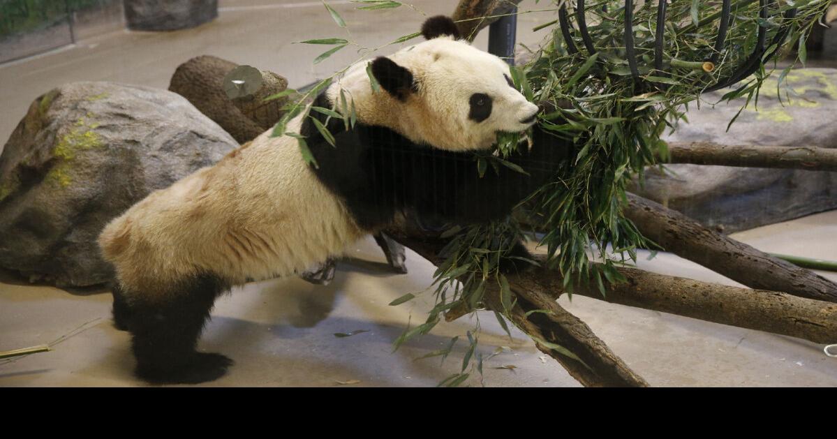 Toronto Zoo keeps its fingers crossed for a baby panda — soon