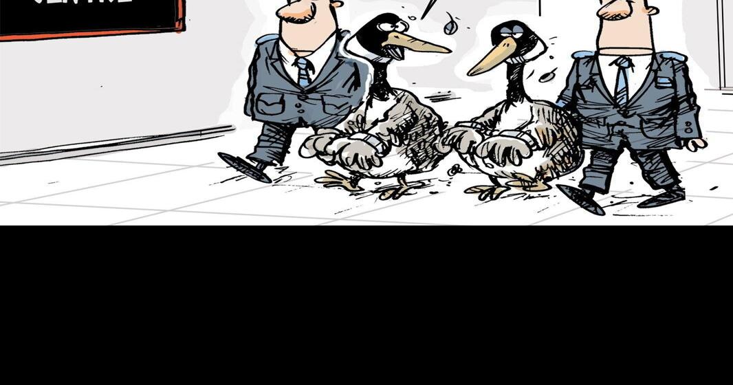 Greg Perry: Canada geese
