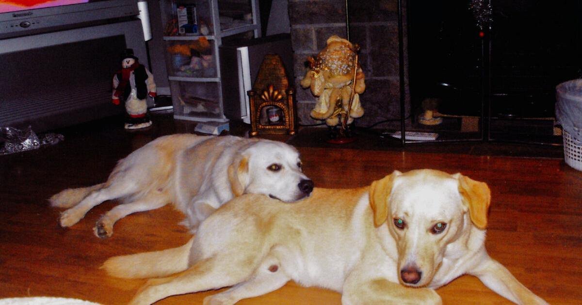 Marineland owner John Holer shot dead neighbours’ dogs, according to ...