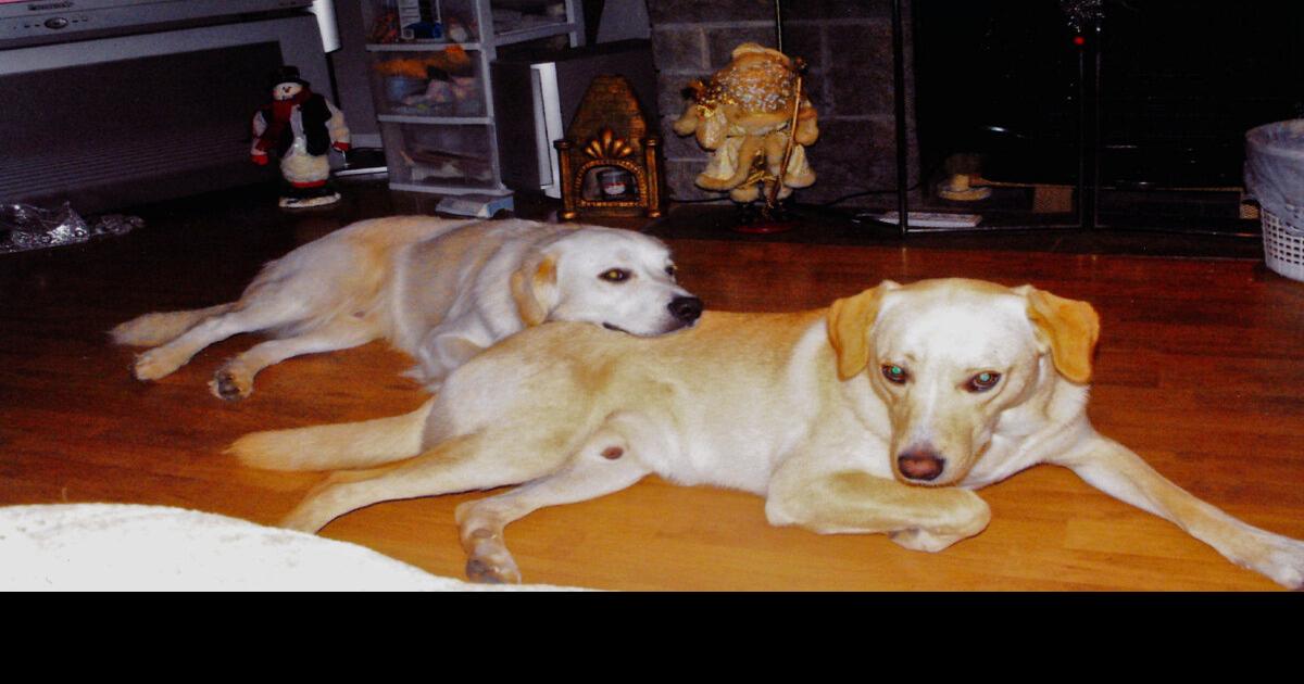 Marineland owner John Holer shot dead neighbours’ dogs, according to ...