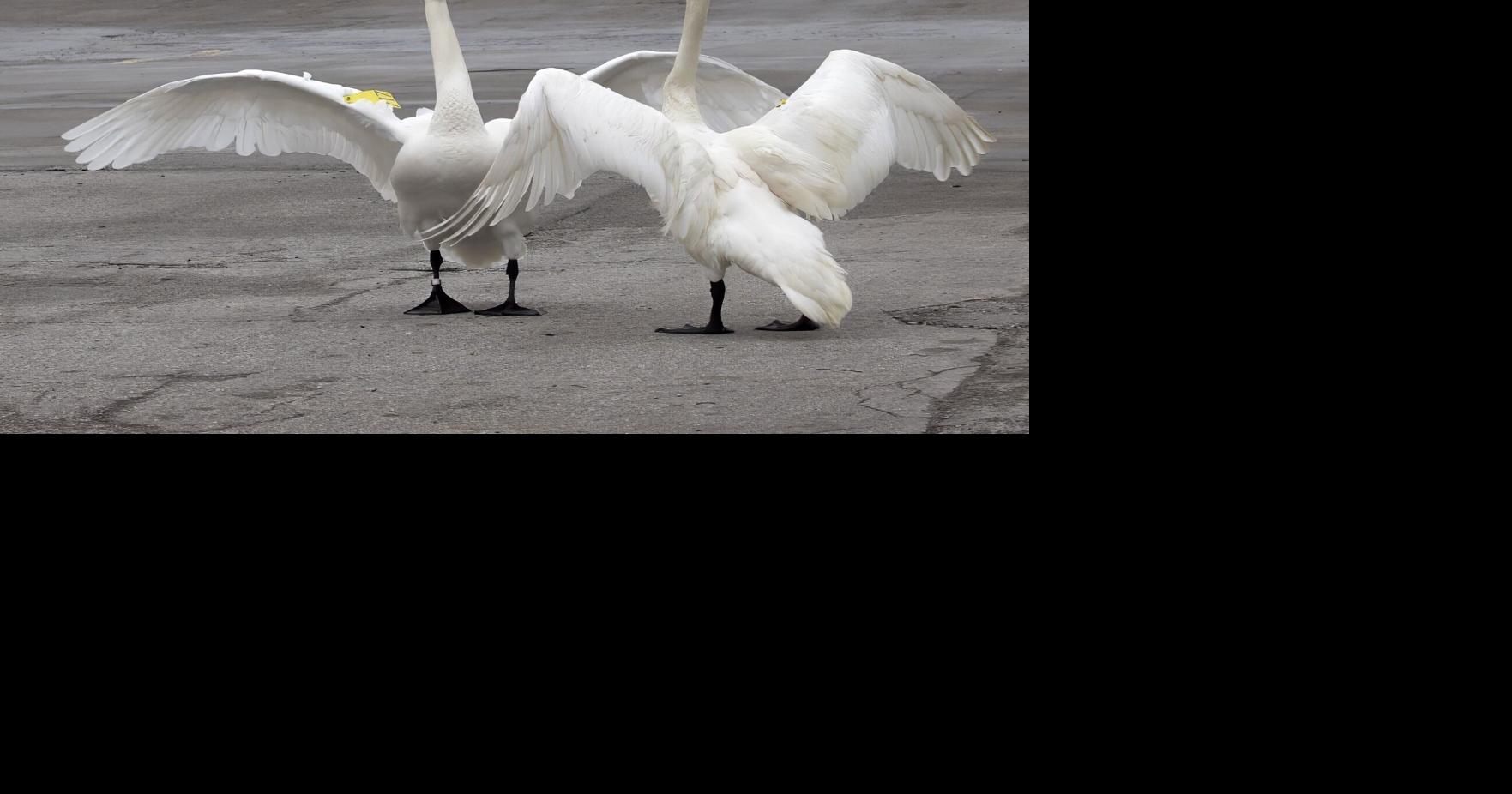 Watch: Mating swans reunited in rare dramatic video