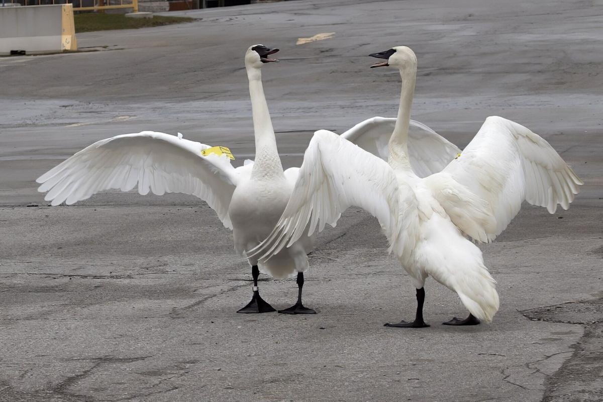 why do swans attack each other