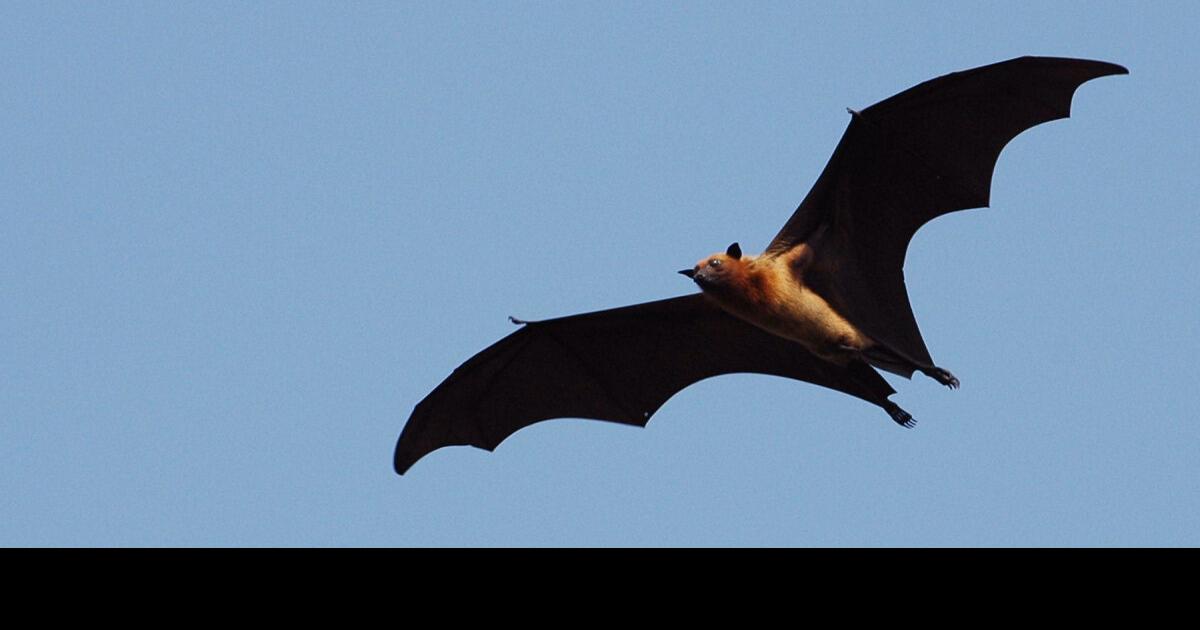 Are bats carrying the next plague?