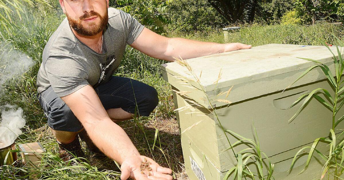 Insecticides blamed for mass bee deaths