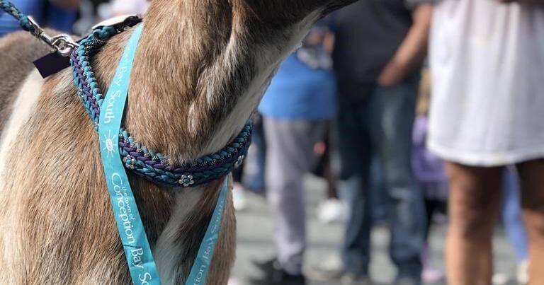 Marathon goat: animal runner wins hearts and a medal after crashing ...
