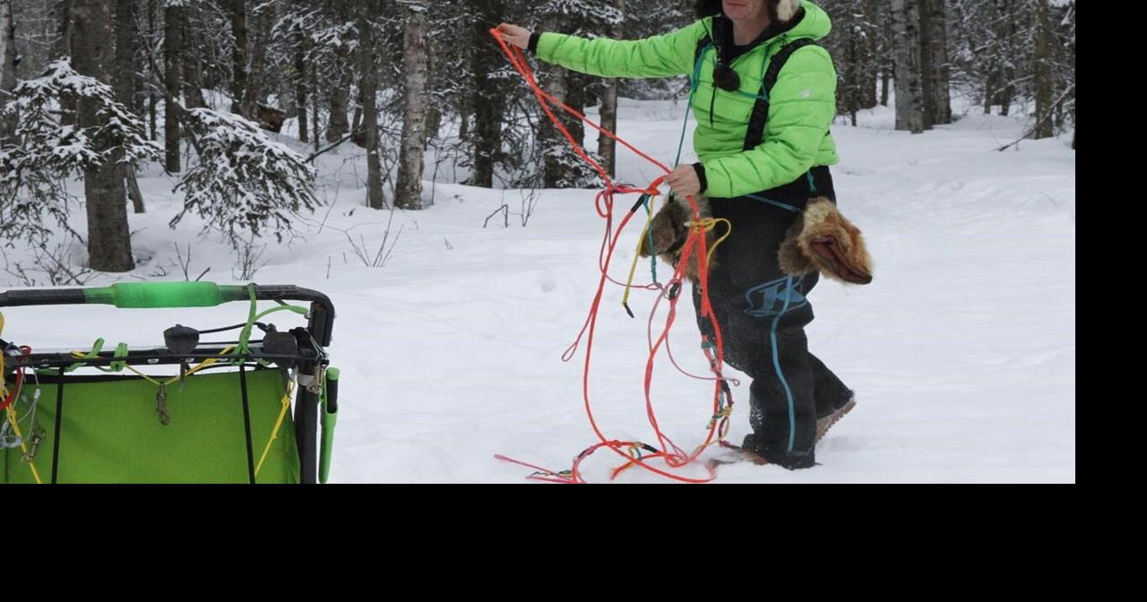 Alaska's Iditarod dogs get neon visibility harnesses after 5 were ...